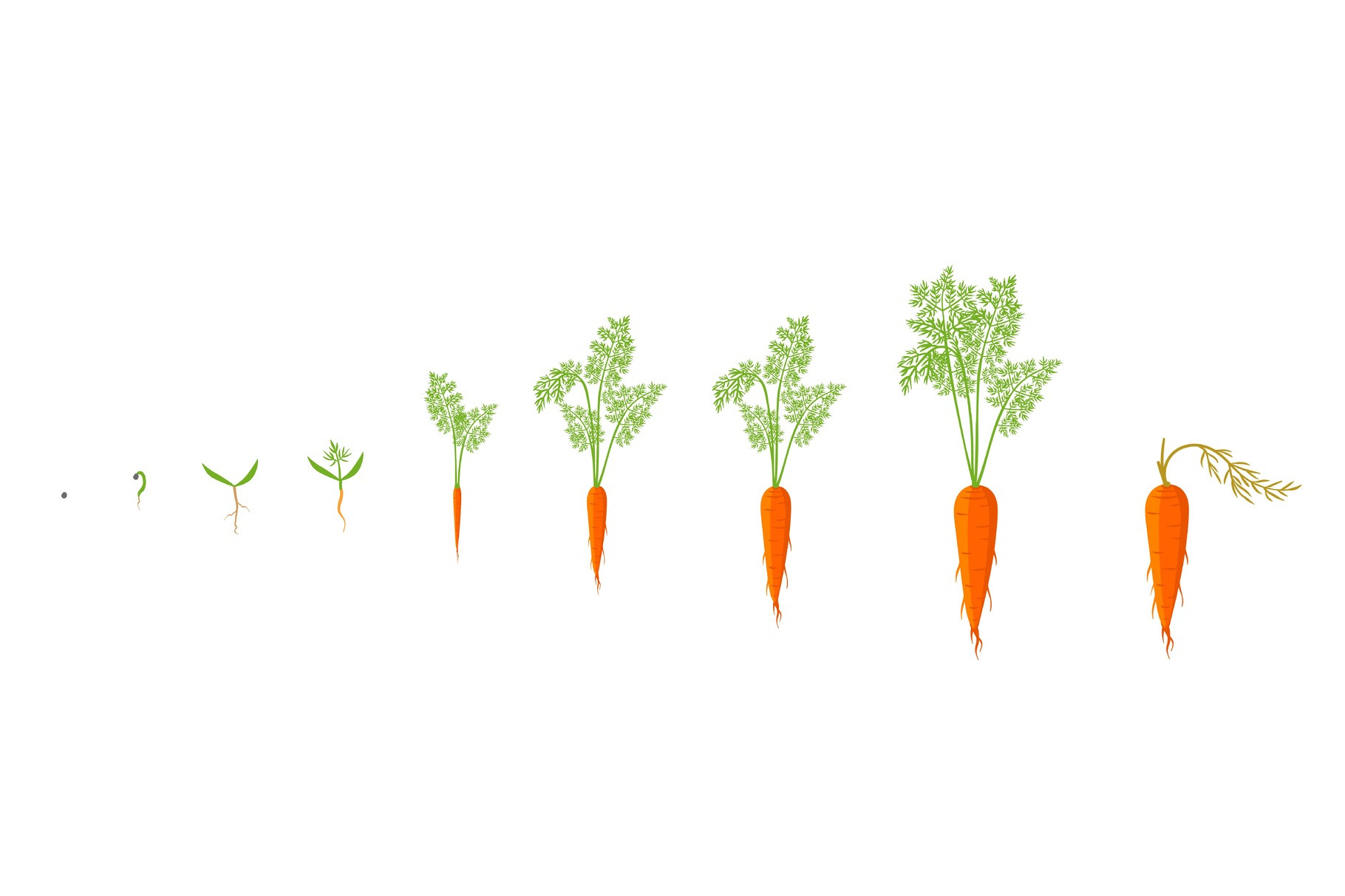 Growth stages of carrot plant, a Food Illustration by Vector illustrations