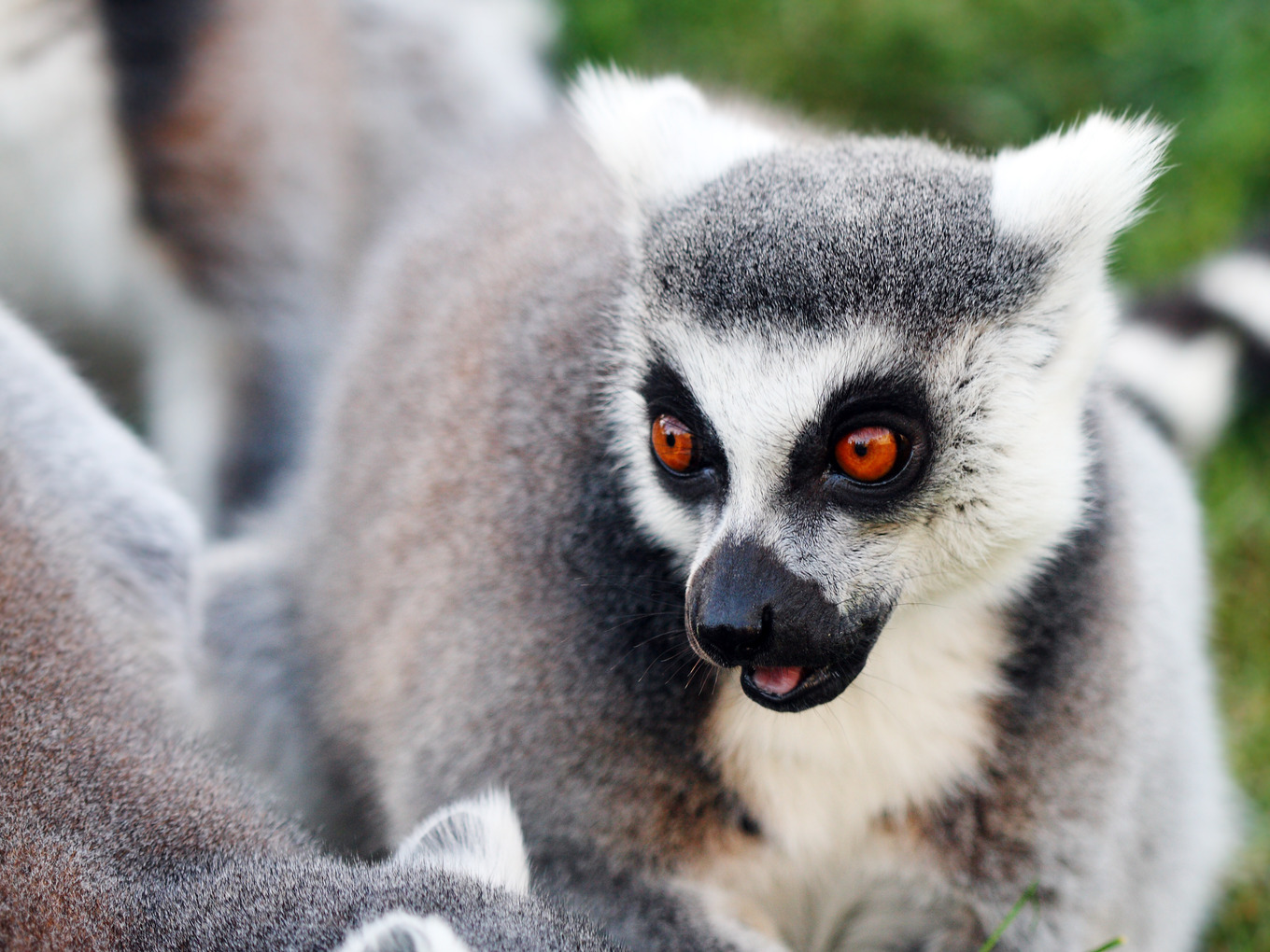Lemur featuring primate, wildlife, and mammal | Animal Stock Photos ...