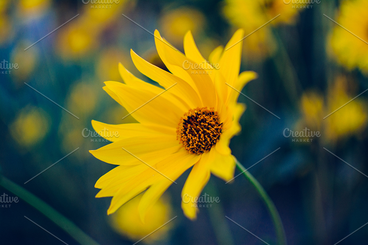 Yellow bundle featuring yellow, flowers, and flower, a Nature Photo by ...