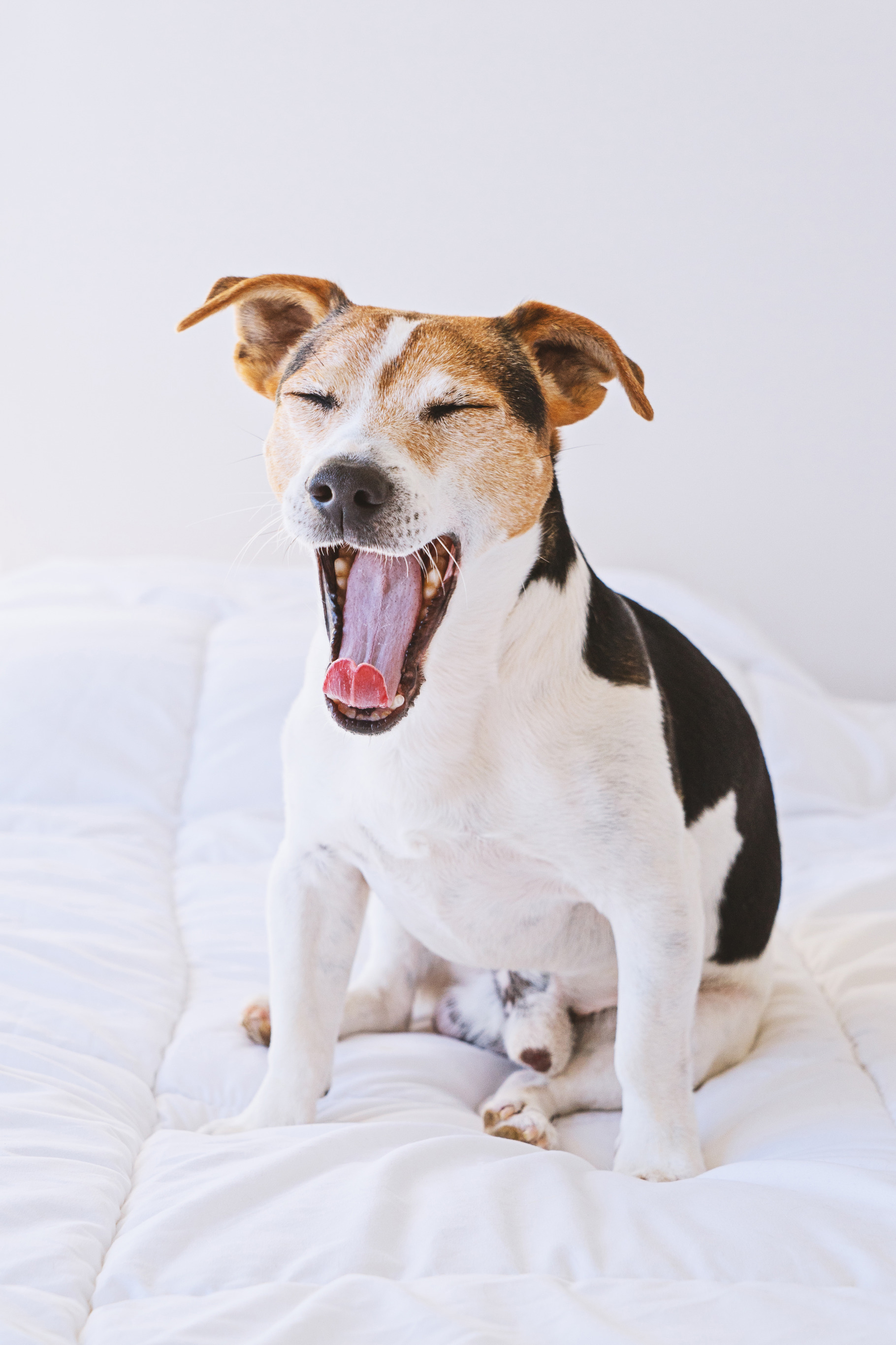 Adorable cute dog puppy yawning, an Animal Photo by Kira Yan