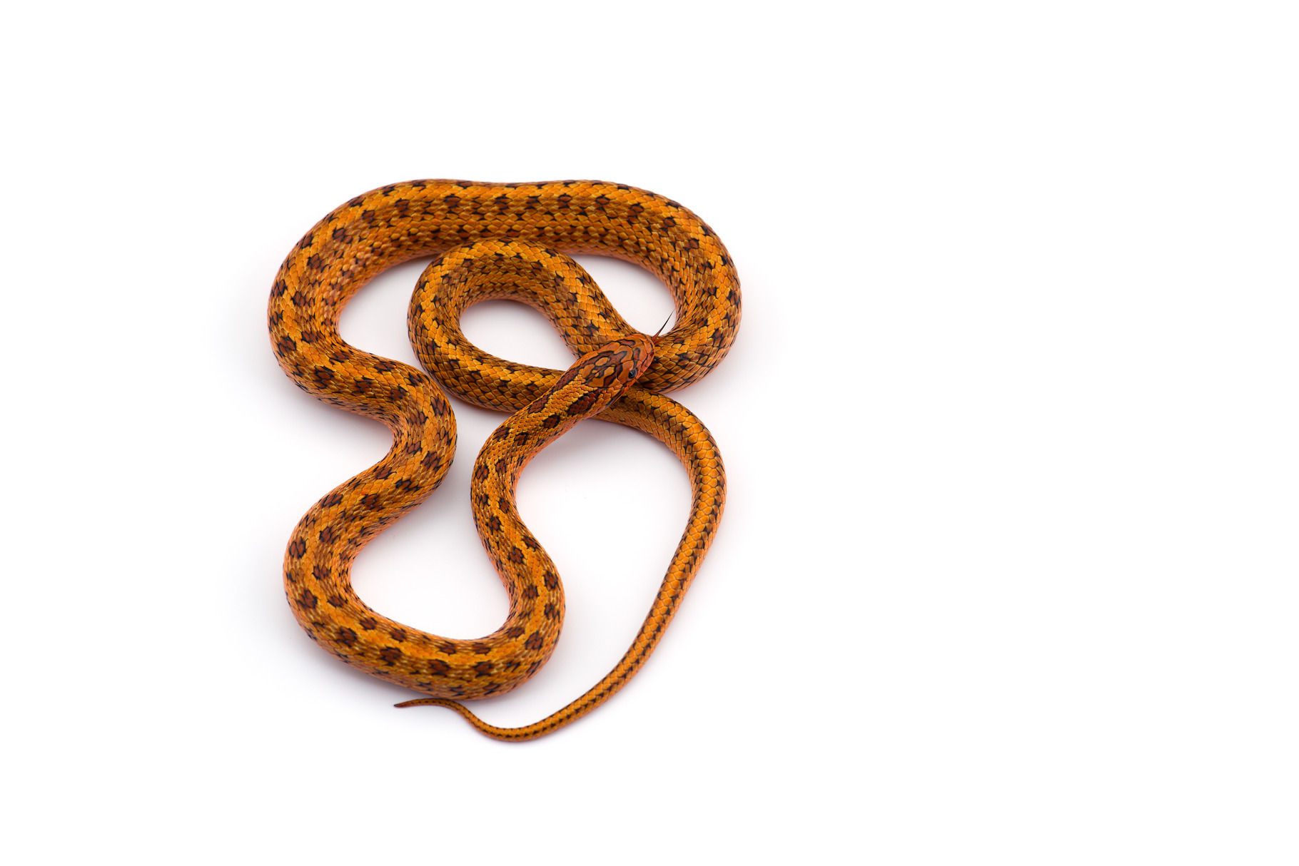 Steppe rat snake top view containing snake, animal, and closeup, an ...