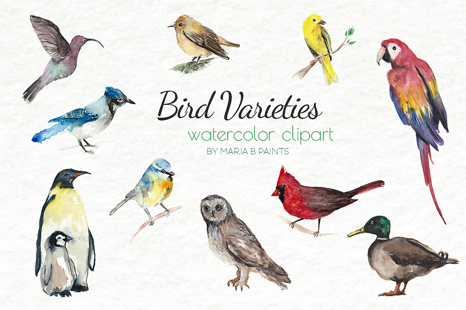 Watercolor Clip Art - Bird Bundle, an Illustration by Maria B. Paints