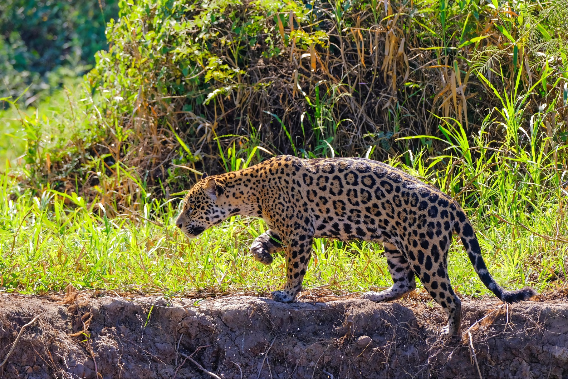Jaguar panthera onca on the hunt featuring jaguar, panthera, and onca ...