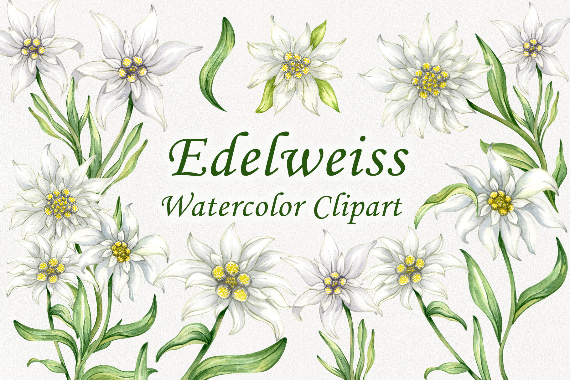 Edelweiss Watercolor Clipart, a Decorative Illustration by BarvArt