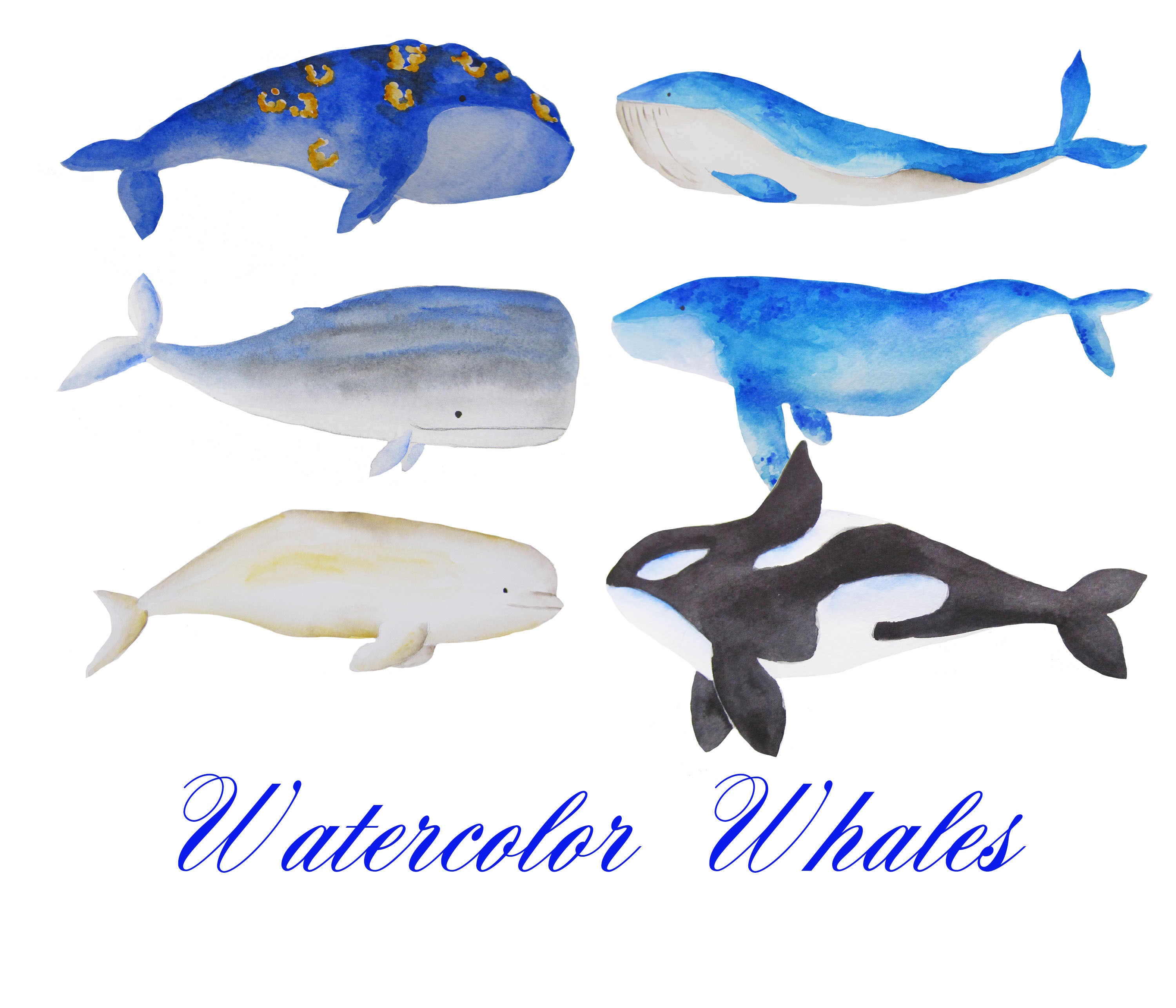 Watercolor whales clipart, an Animal Illustration by DarinaDigital