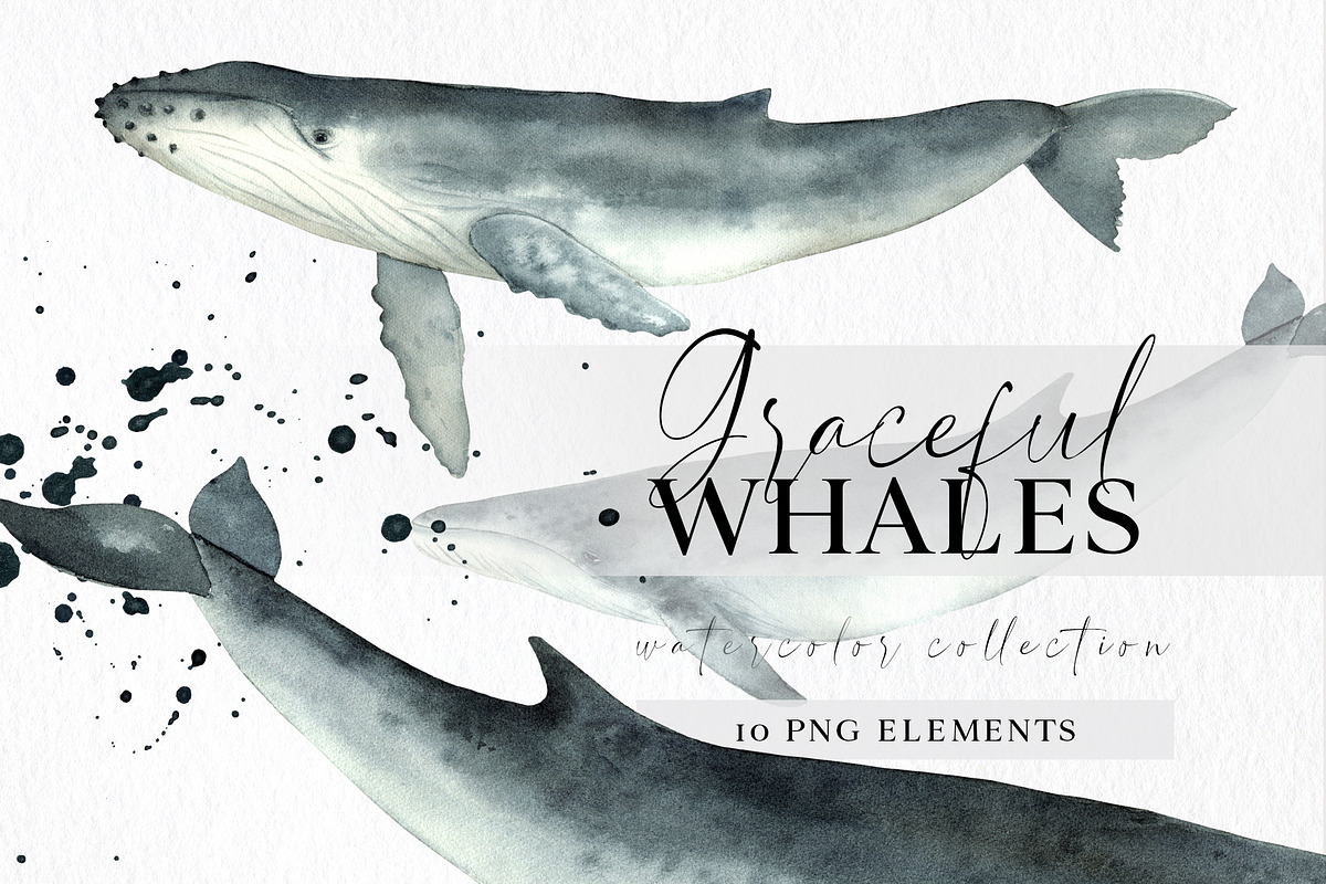 Watercolor Whales Clipart Set, an Animal Illustration by Ksenia Shmakova