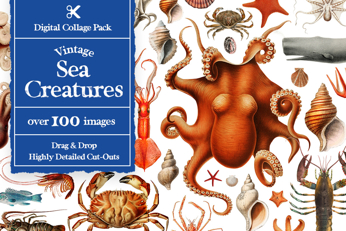 Vintage Sea Creatures Collage Pack, an Object Graphic by Collage Supply ...