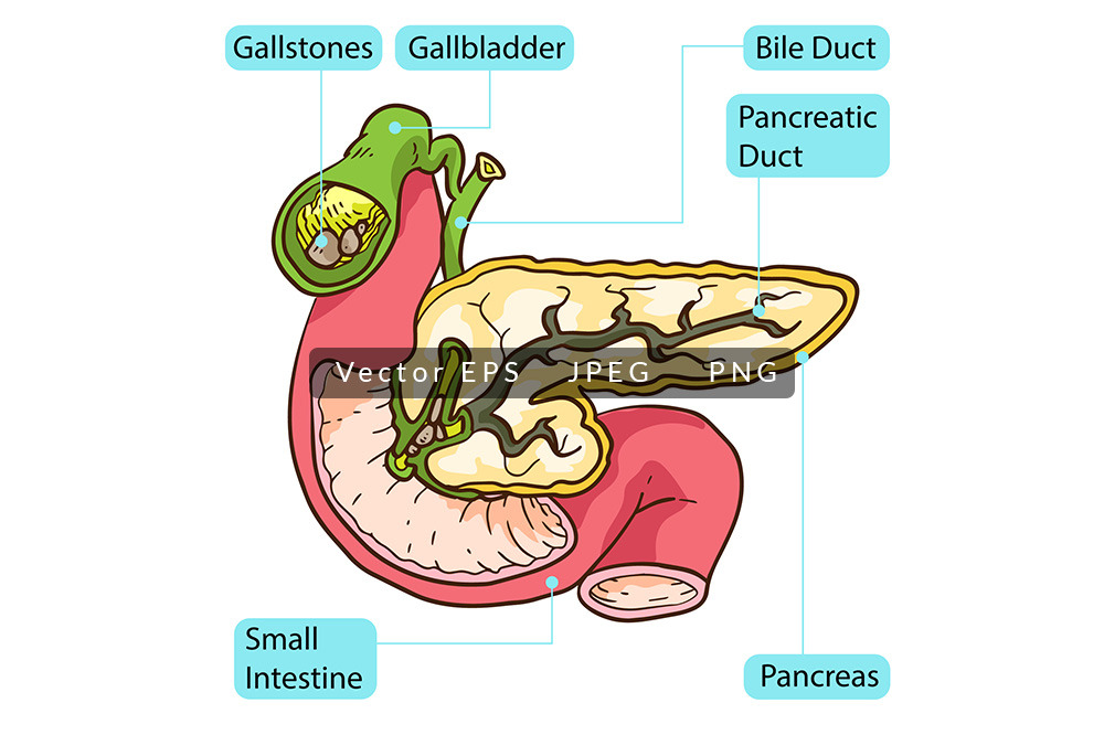 Inside Pancreas Body Parts Anatomy, a Healthcare Illustration by ...