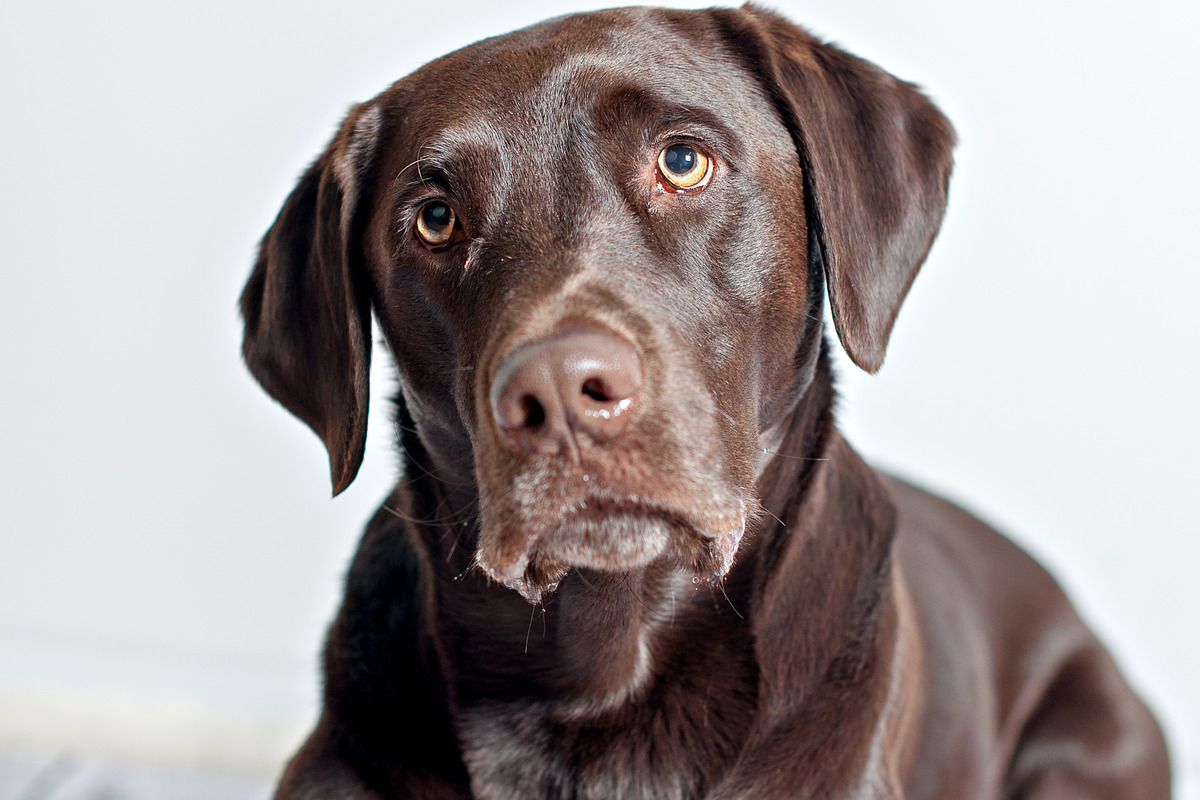 Chocolate lab set 1 featuring chocolate lab, dog, and dog lab, an ...