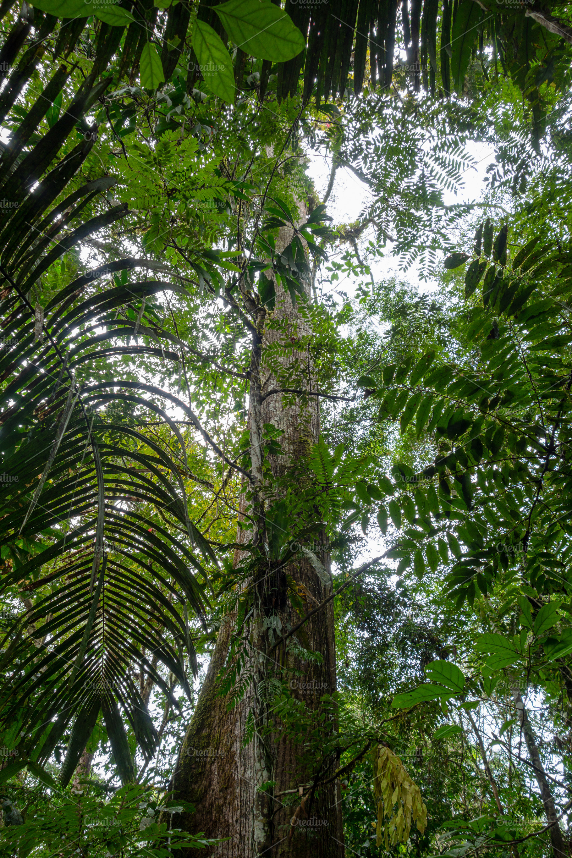 Tall Kapok Tree in Cuyabeno Reserve, Ecuador's Amazon, a Nature Photo ...