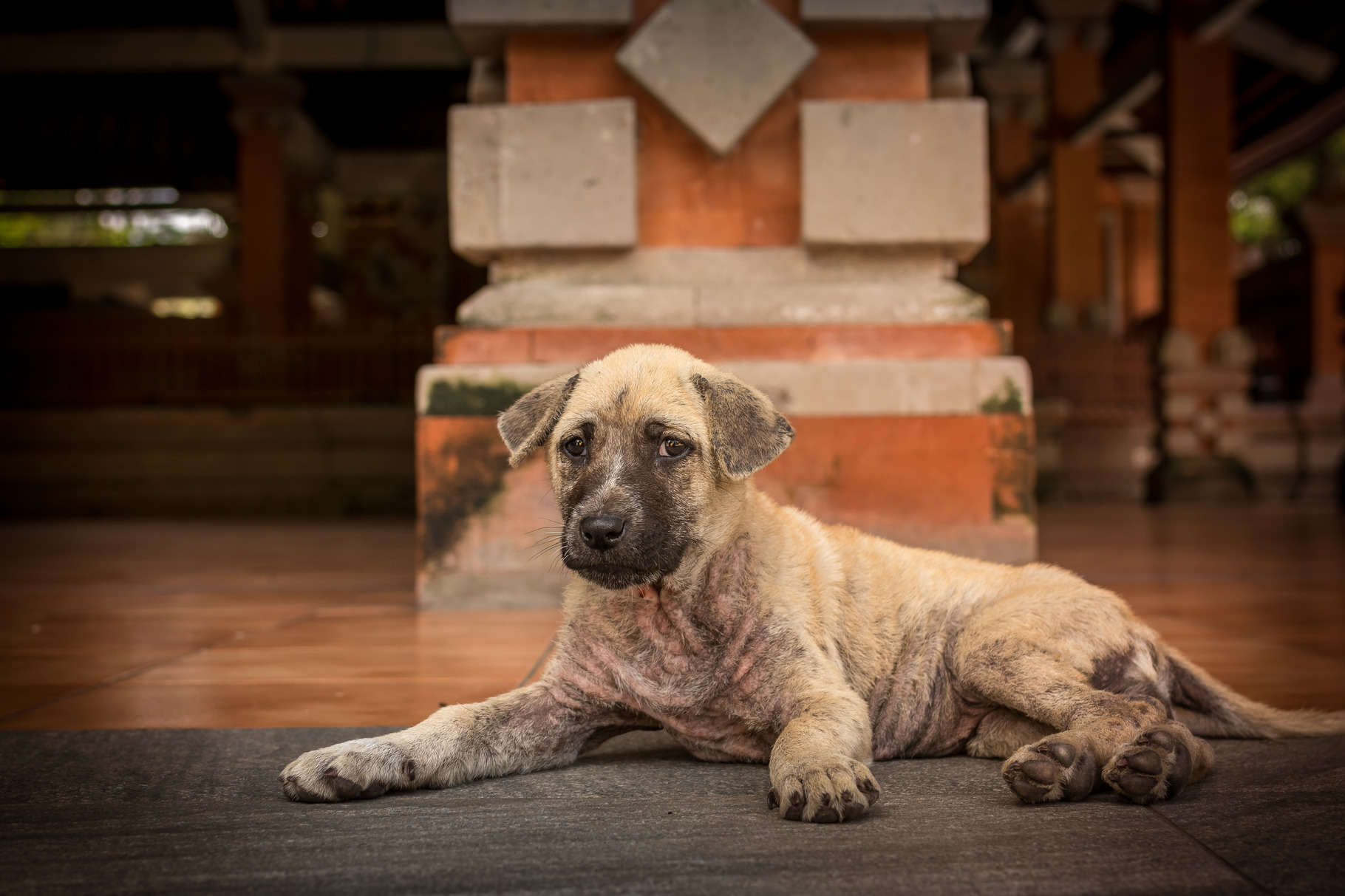 Cute puppy balinese dog relaxing in tirta empul temple bali island ...