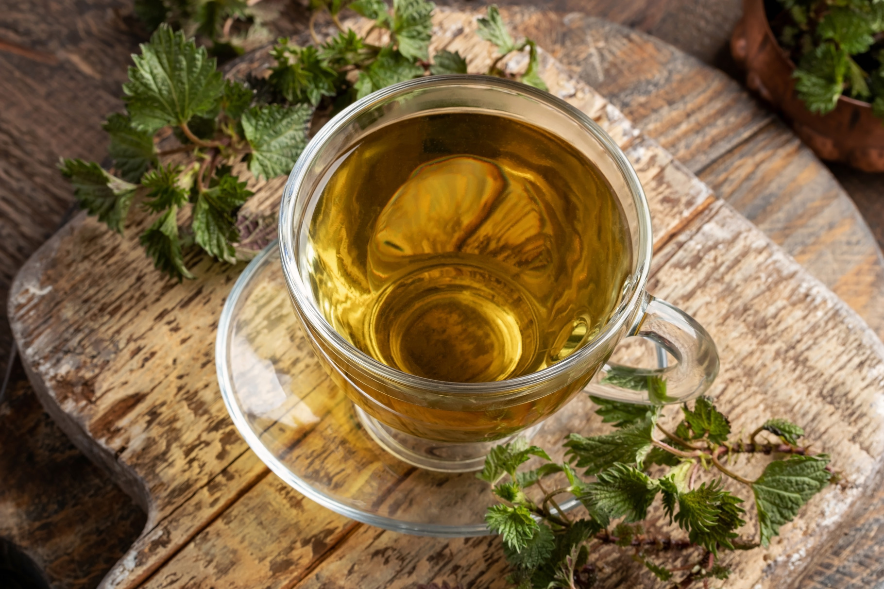 A cup of nettle tea with fresh young featuring nettle, tea, and ...