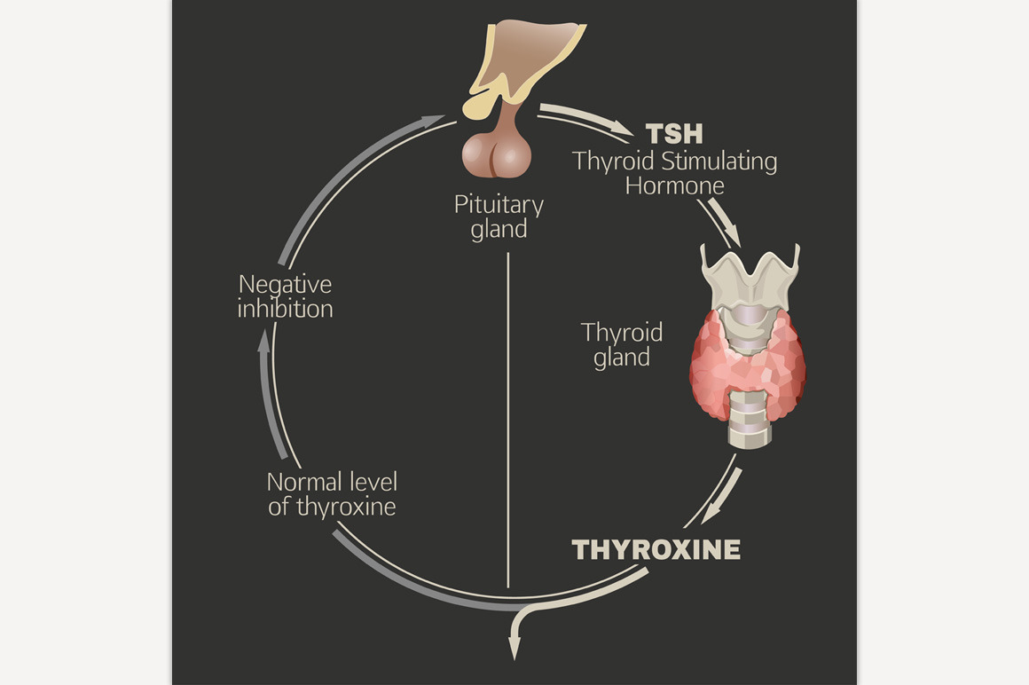 Thyroid System Diagram, a Healthcare Illustration by Anna's Shop
