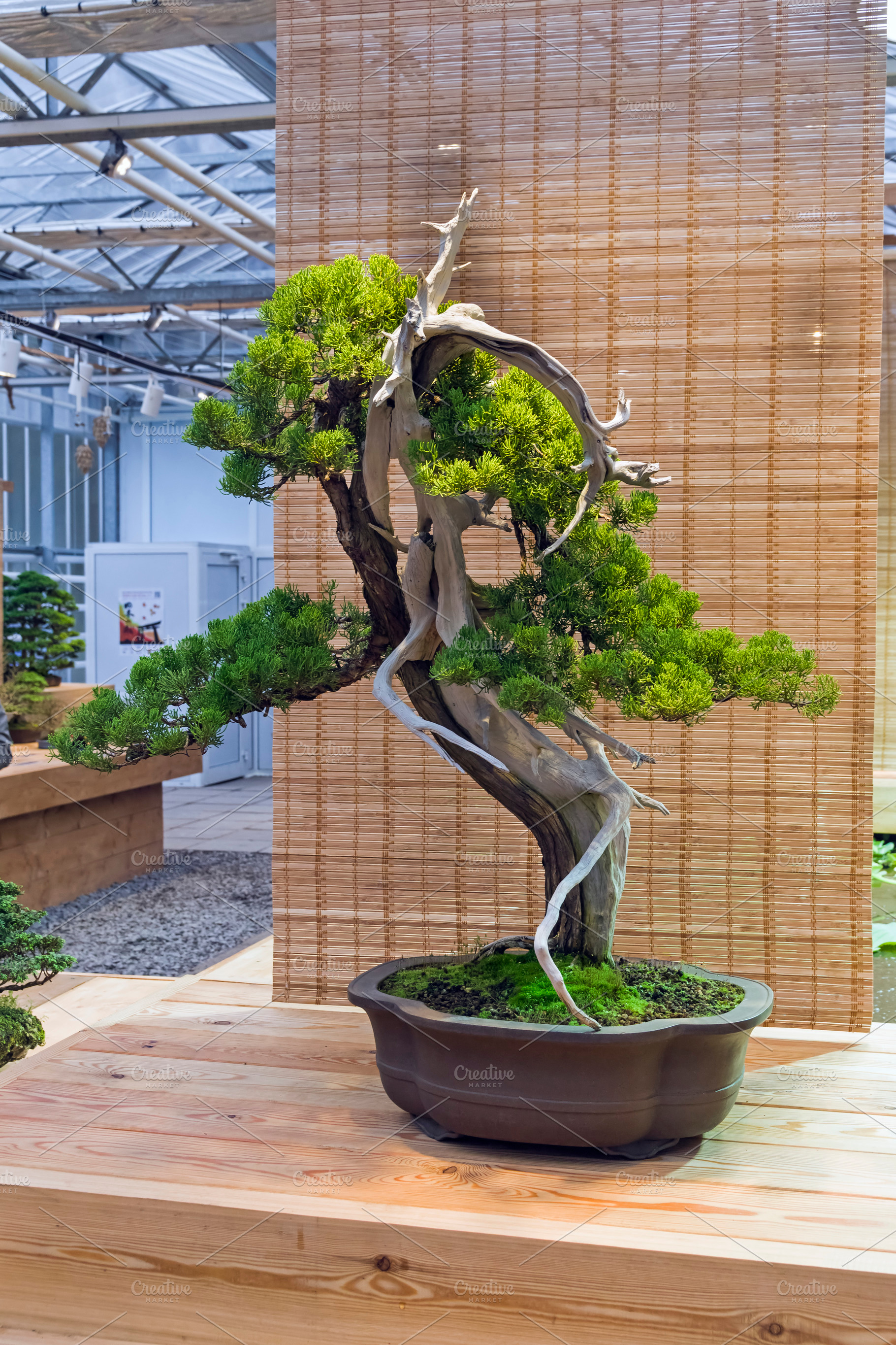 Bonsai tree chinese juniper containing juniperus chinensis, juniperus ...