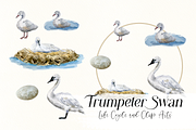 Trumpeter Swan Life Cycle Set, an Education Illustration by Tati Bordiu