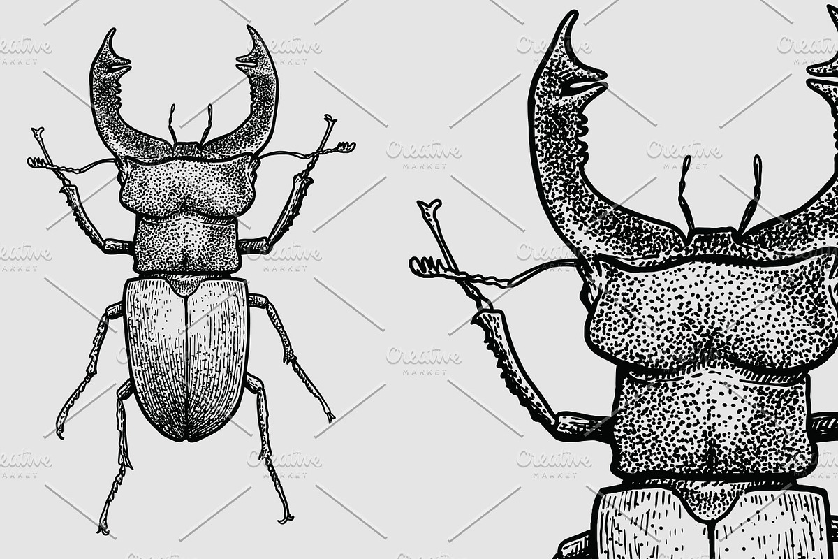 Lucanus beetle illustration, an Animal Illustration by jeneses.imre