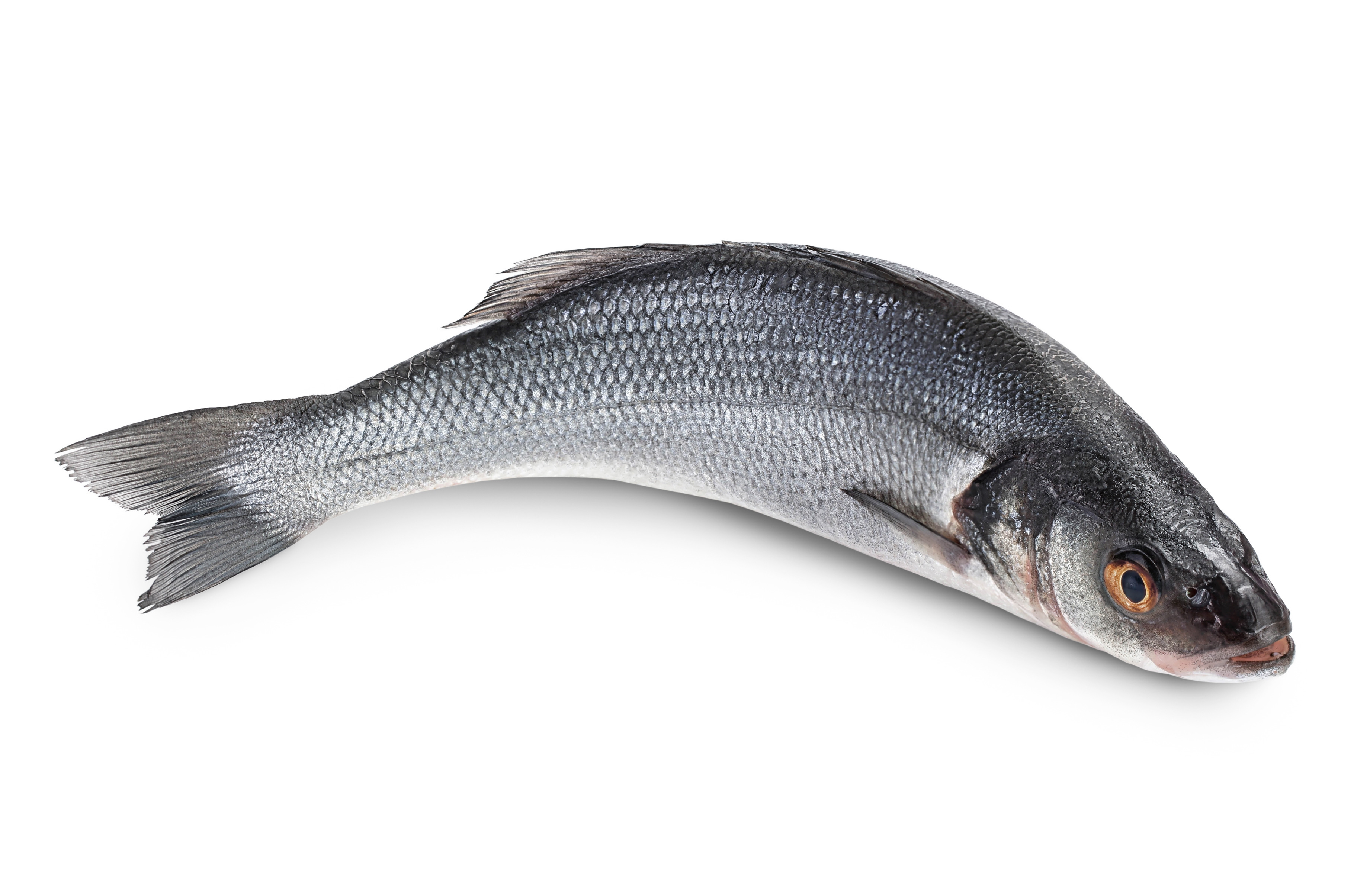 Sea bass fich isolated on white, a Food & Drink Photo by NataPhoto
