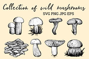 Forest mushrooms clipart collection