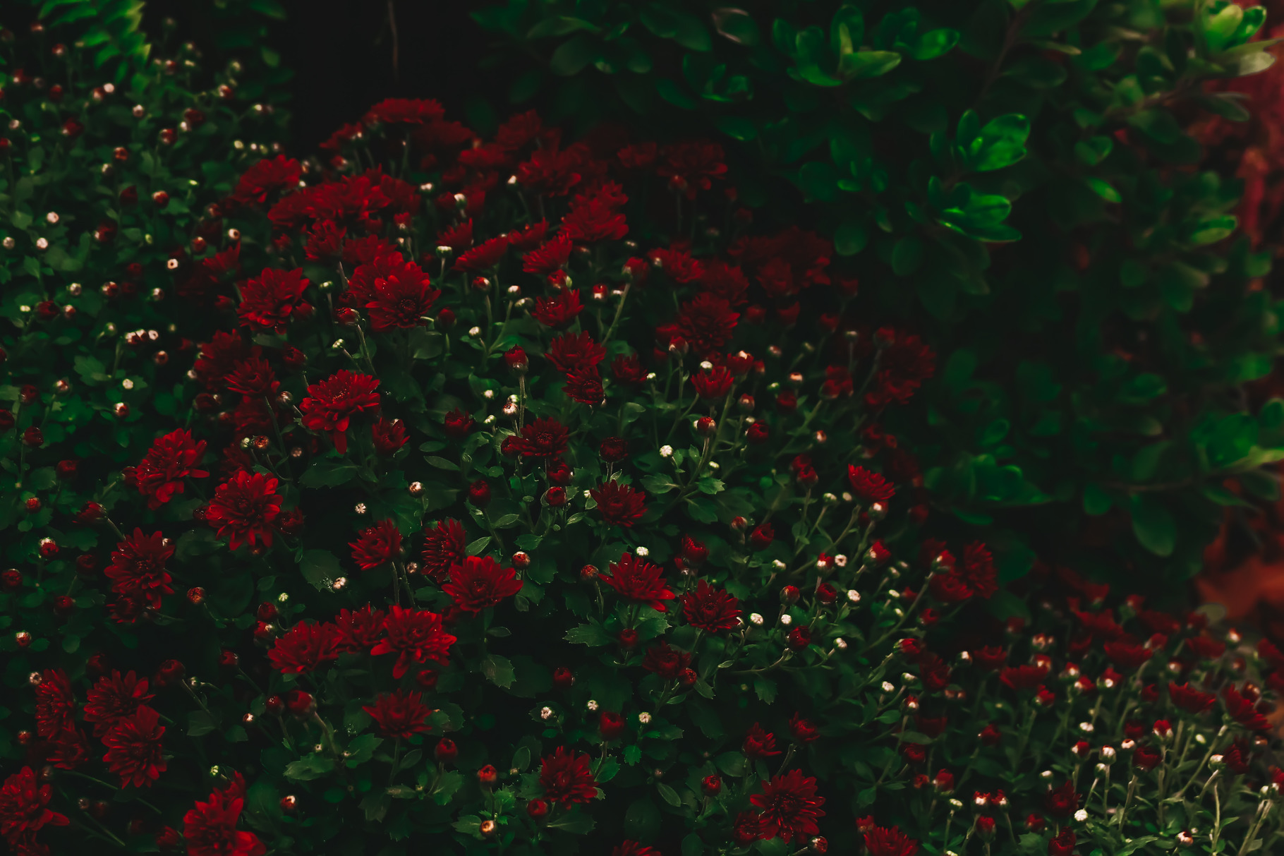 Dark moody floral background of red chrysanthemums. Dark moody autumn ...