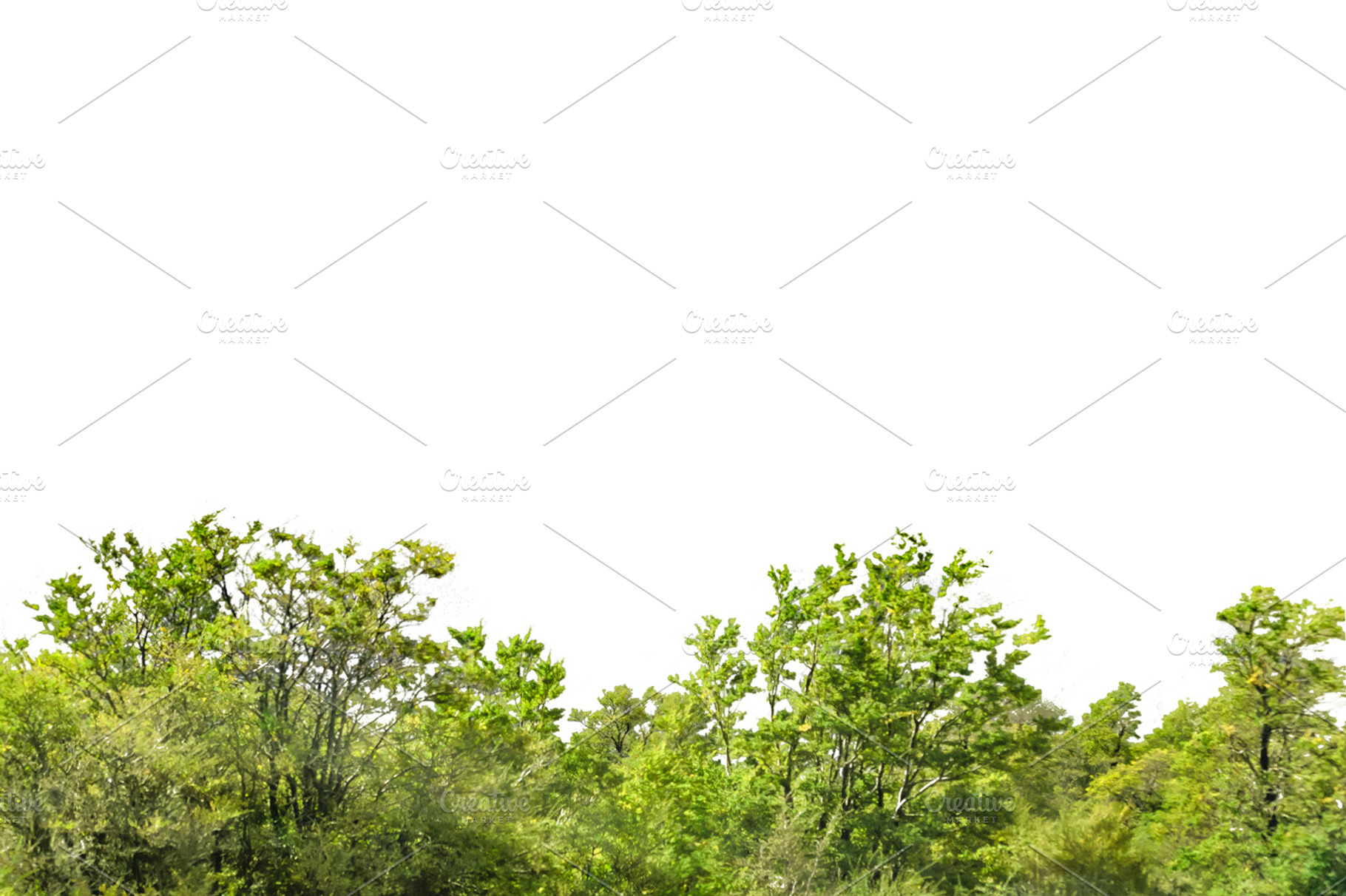 Isolated forest tree background featuring isolated, leaf, and tree, a ...
