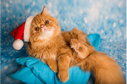 Angry cat in red Santa Claus hat on, an Animal Photo by COLORFUL