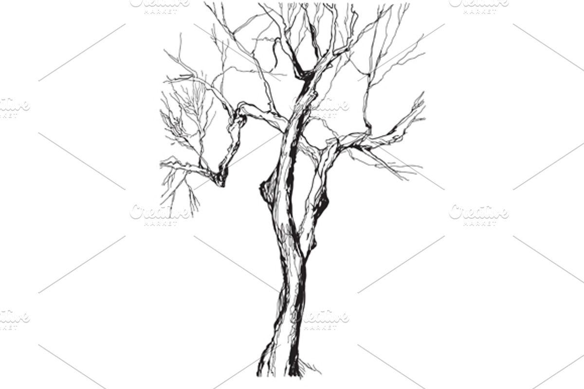 drawing old-style tree, a Graphic by vergasova