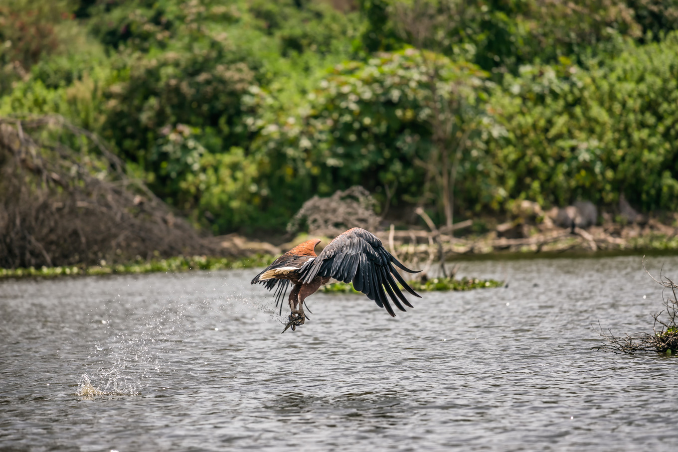 African fish eagle catching a fish featuring african, african fish ...