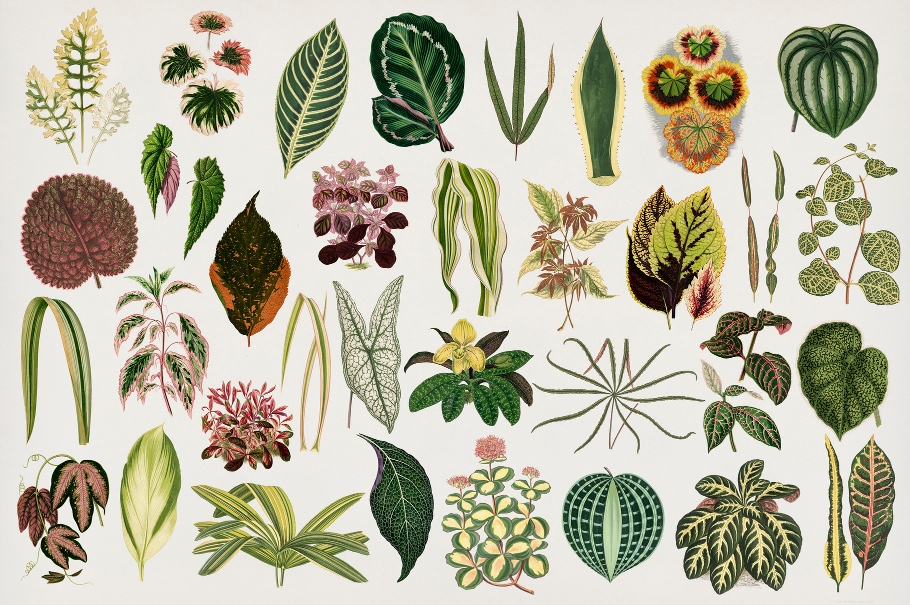 Vintage plants illustration, a Background Photo by rawpixel | Creative ...