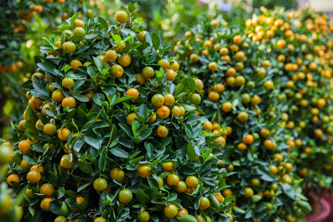 Kumquat trees vietnam containing asia, asian, and beautiful, a Nature ...