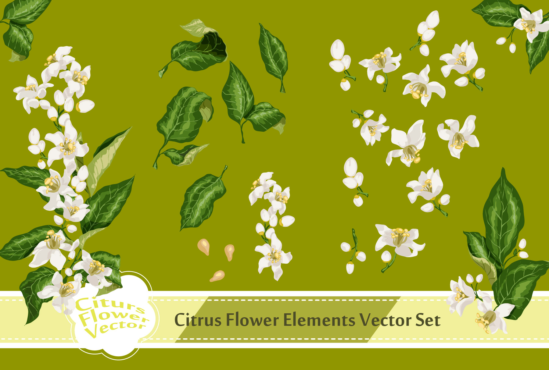 Citrus Flowers and Leaves in Vector, an Object Graphic by YuliaFHT
