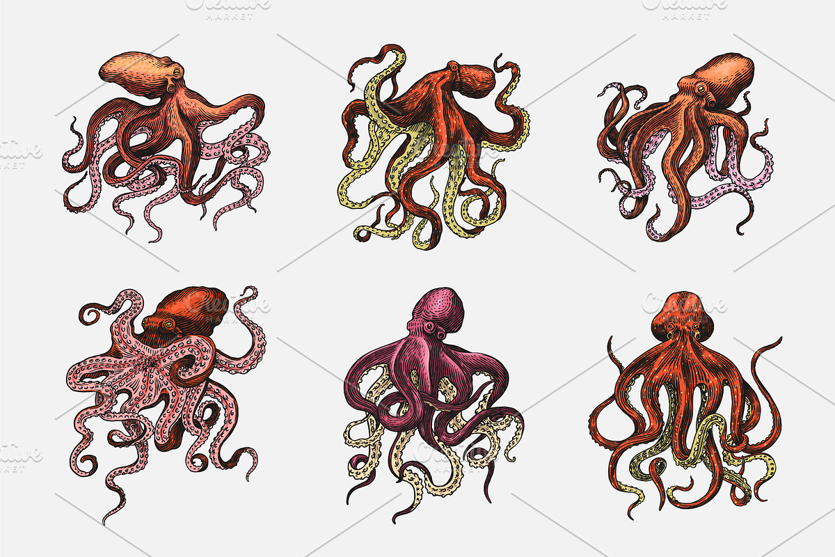 Sea octopus set. Creature drawing., an Animal Illustration by Arthur ...