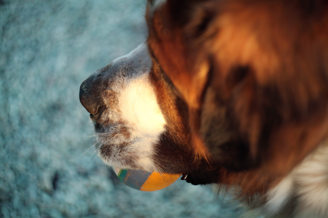 Big dog playing with a ball 2., an Animal Photo by EkaterinaPlanina