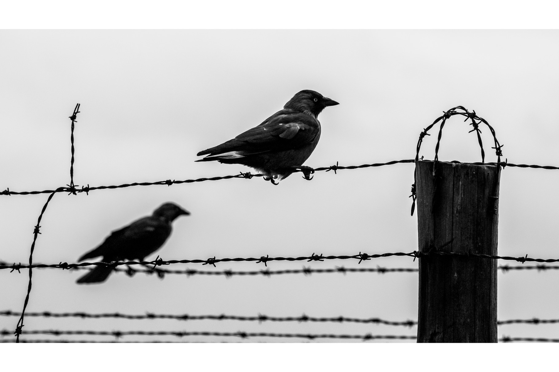 Two crows on the barb wire fence, an Animal Photo by pytyczech