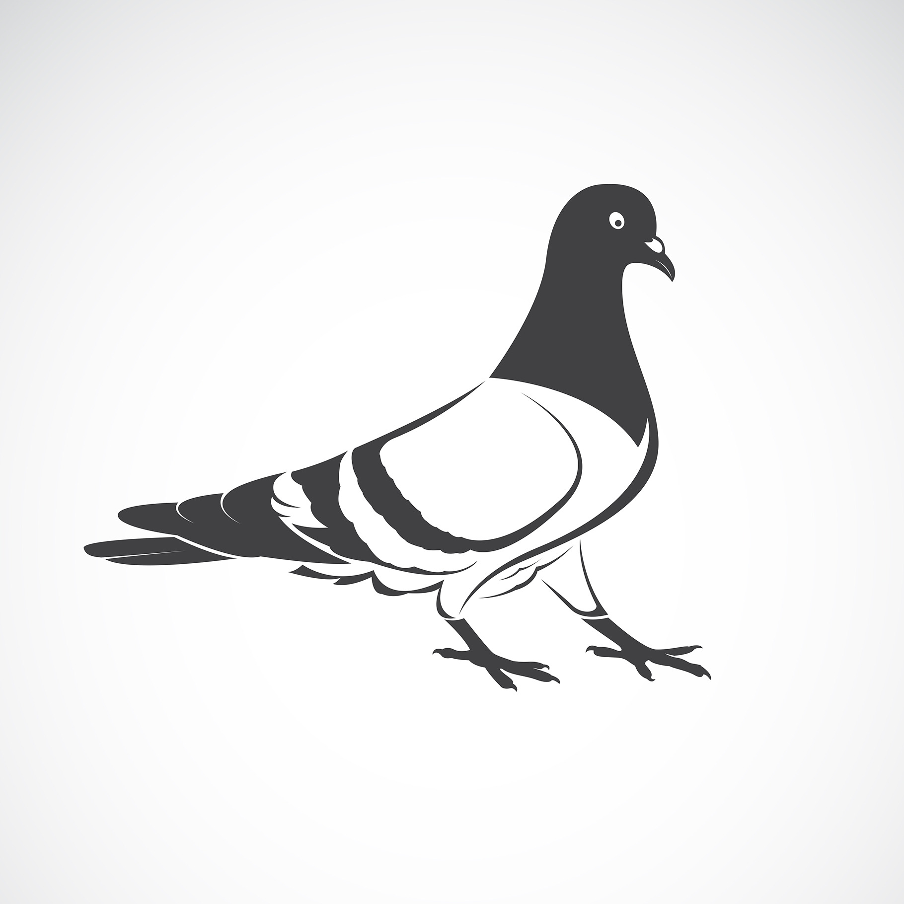 Vector of Pigeon design. Bird Icon. | Outline Icons ~ Creative Market