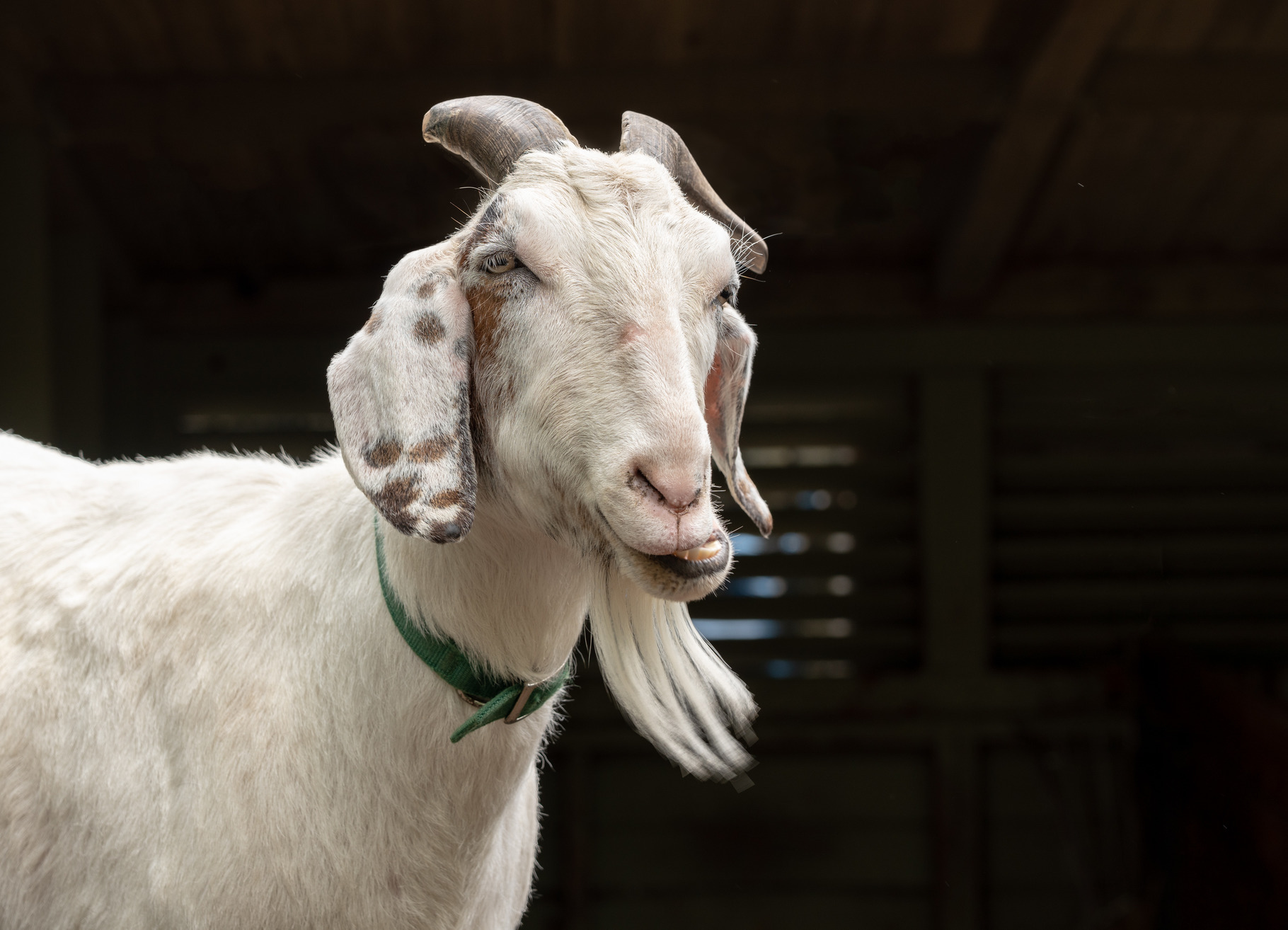 Head portrait of white goat with beard chewing the cud, an Animal Photo ...