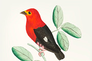 Hand drawn of manakin, an Animal Illustration by rawpixel