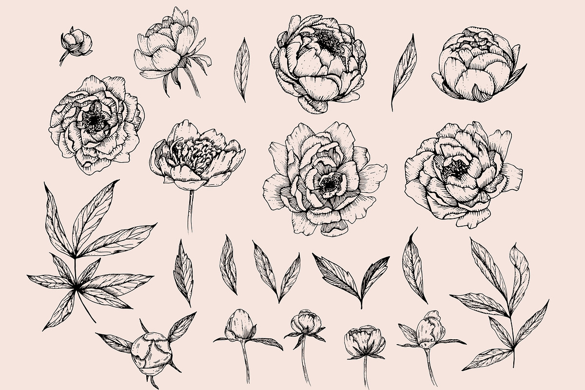 Peonies Line Art Drawing, a Decorative Illustration by Dervik Art Store