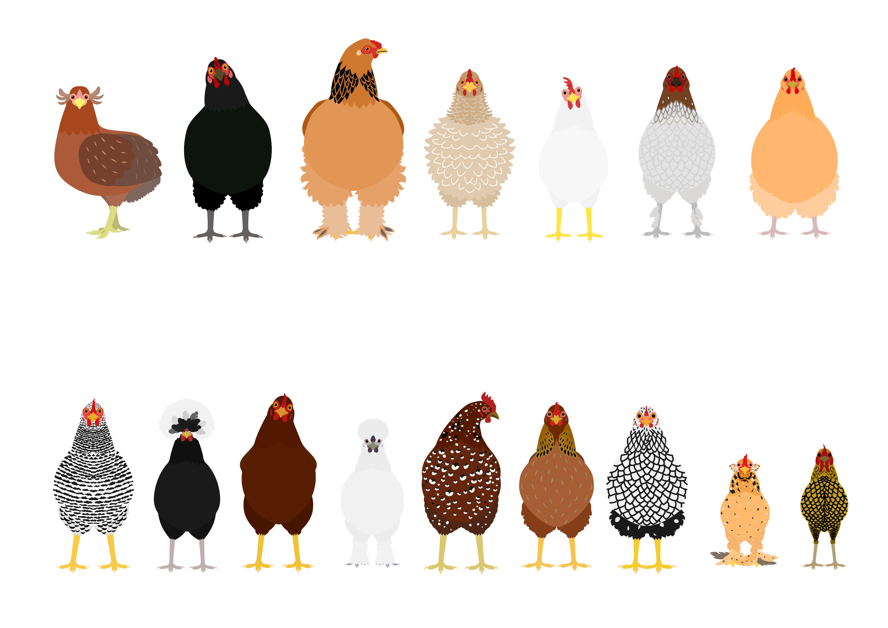 16 popular chicken breeds bundle, an Animal Illustration by dogsinarow
