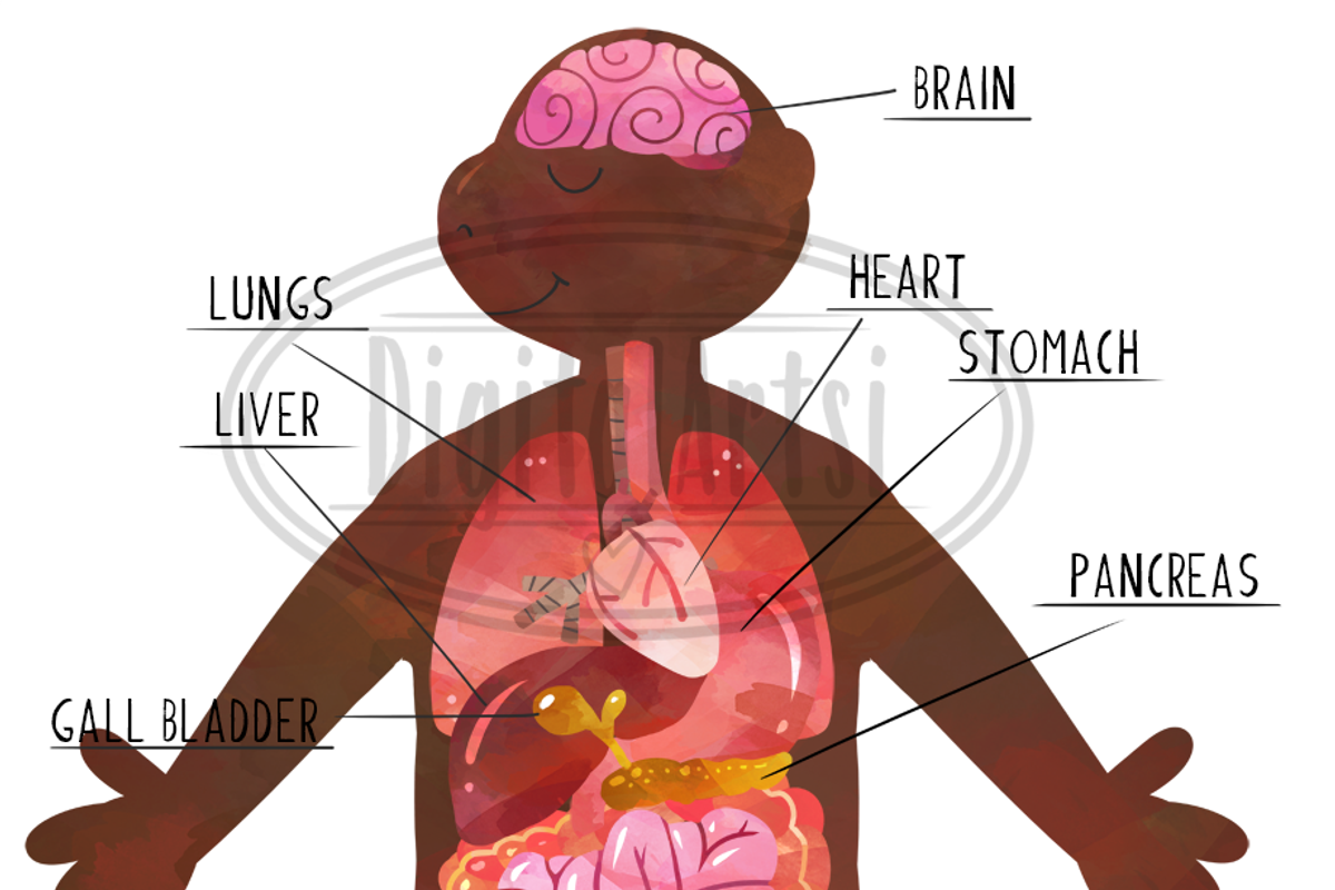 Watercolor Human Anatomy Clipart, an Education Illustration by ...