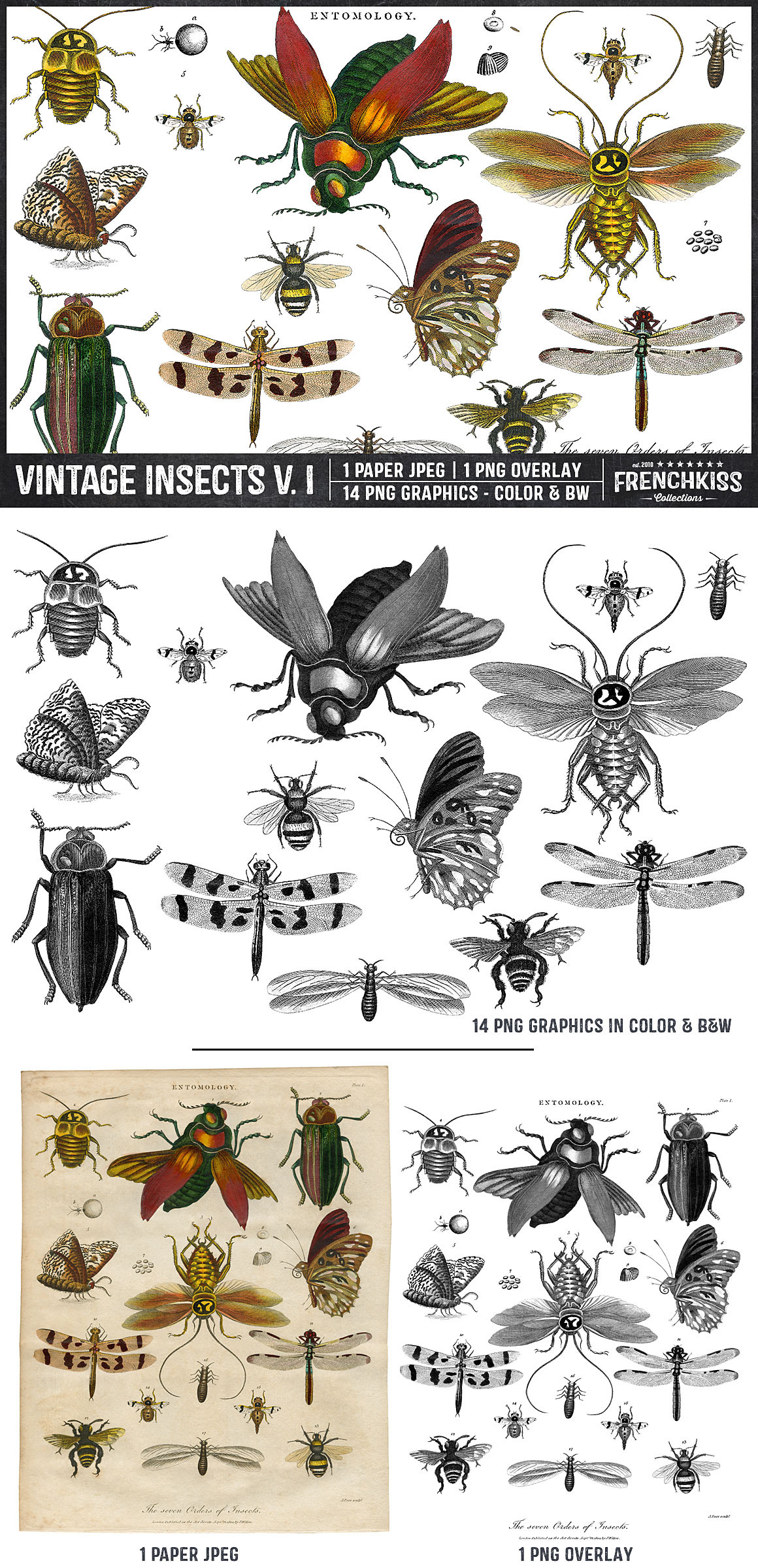 Vintage Insects V. I, an Illustration by French Kiss Collections
