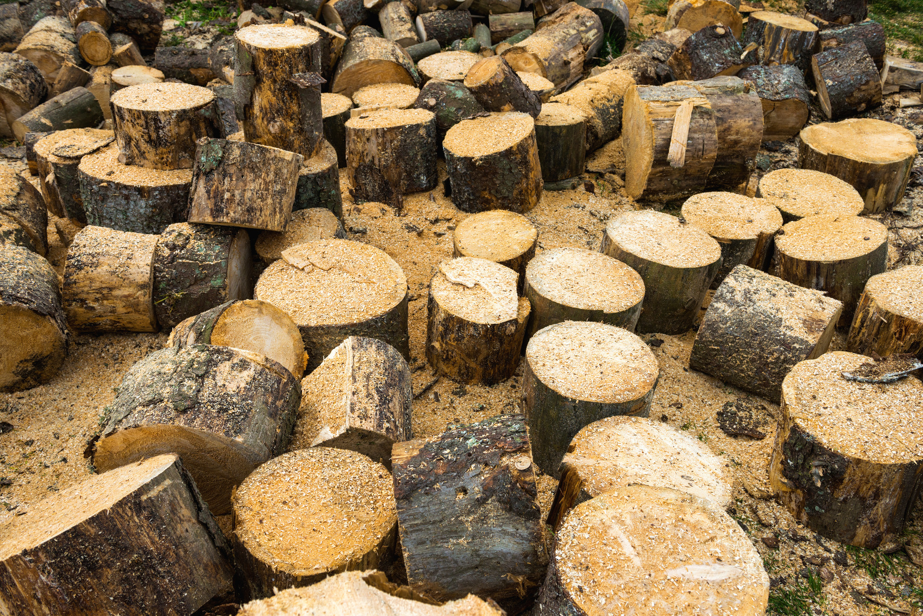 Wooden logs of oak tree featuring wood, log, and tree, an Industrial ...