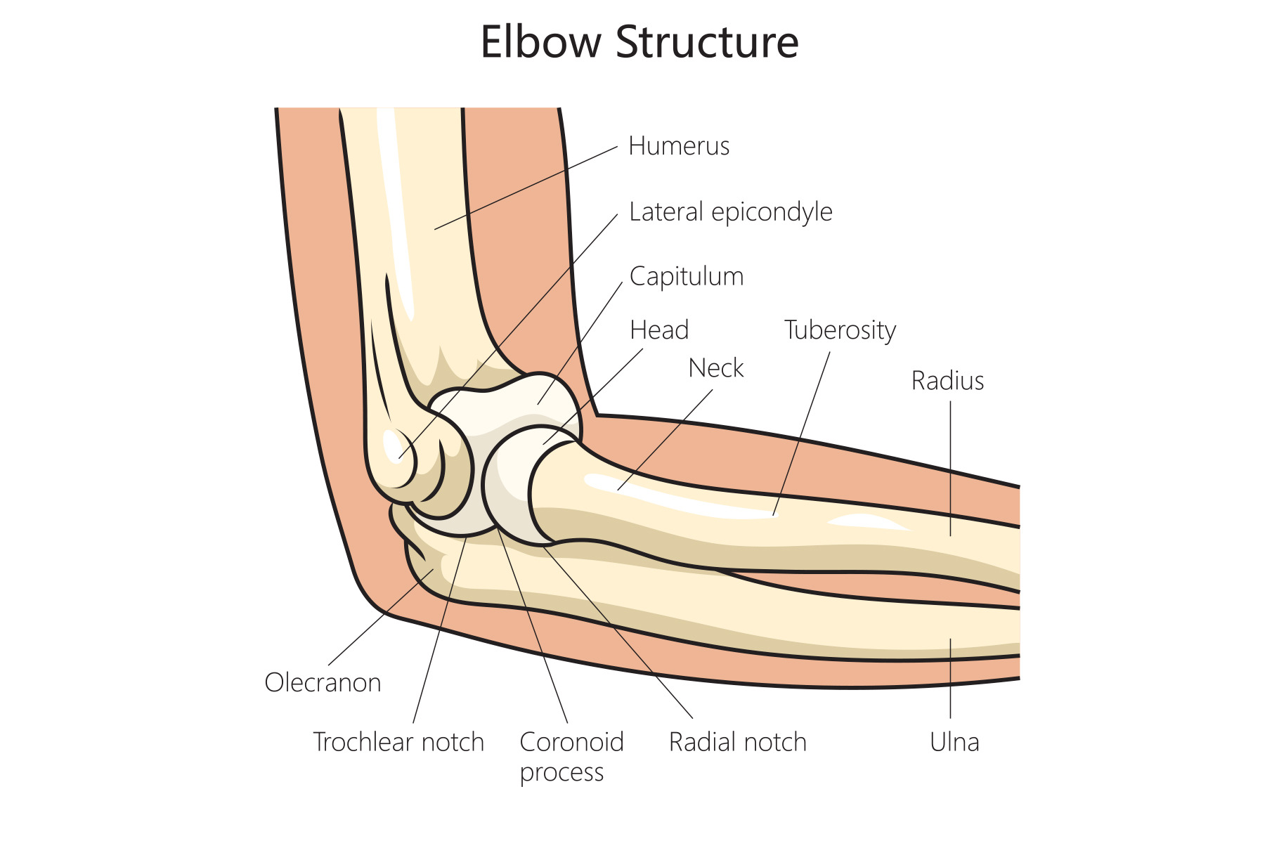 Anatomy structure of human elbow | Creative Market