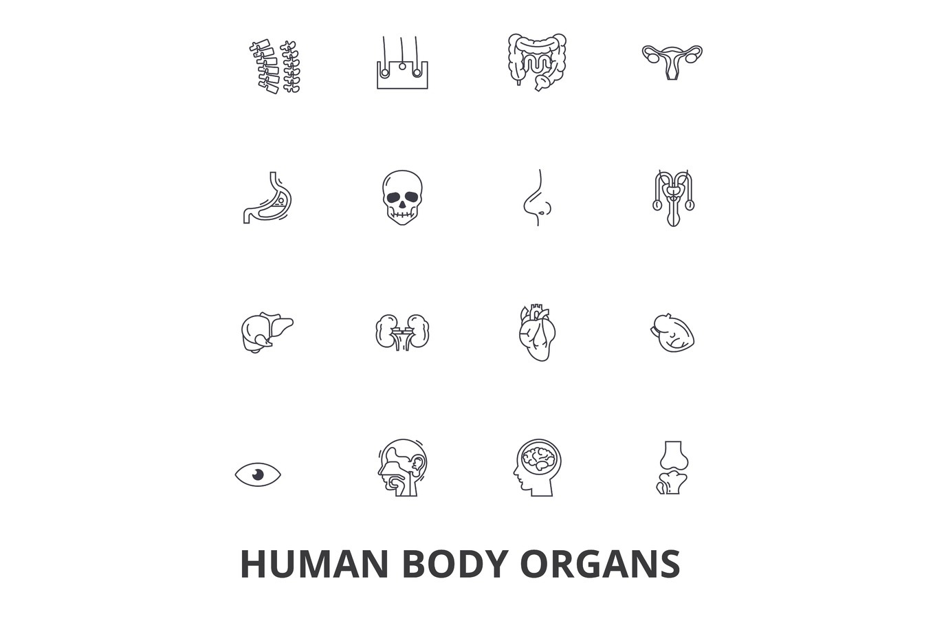 Human body organs, human body, medical, human anatomy, body system ...
