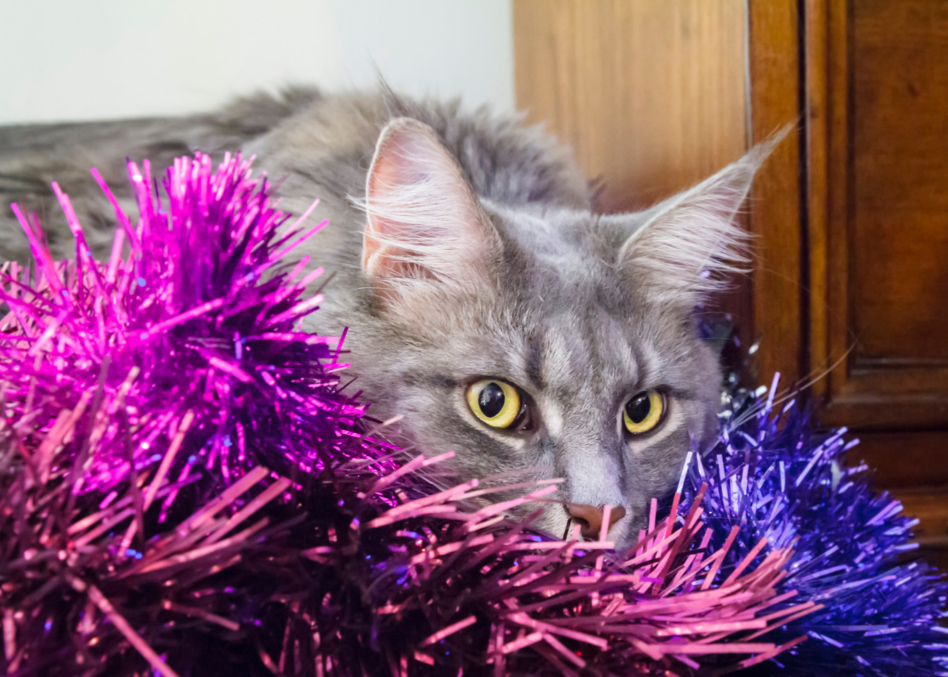 Grey Tabby Cat in Tinsel, an Animal Photo by Silken Photography ...