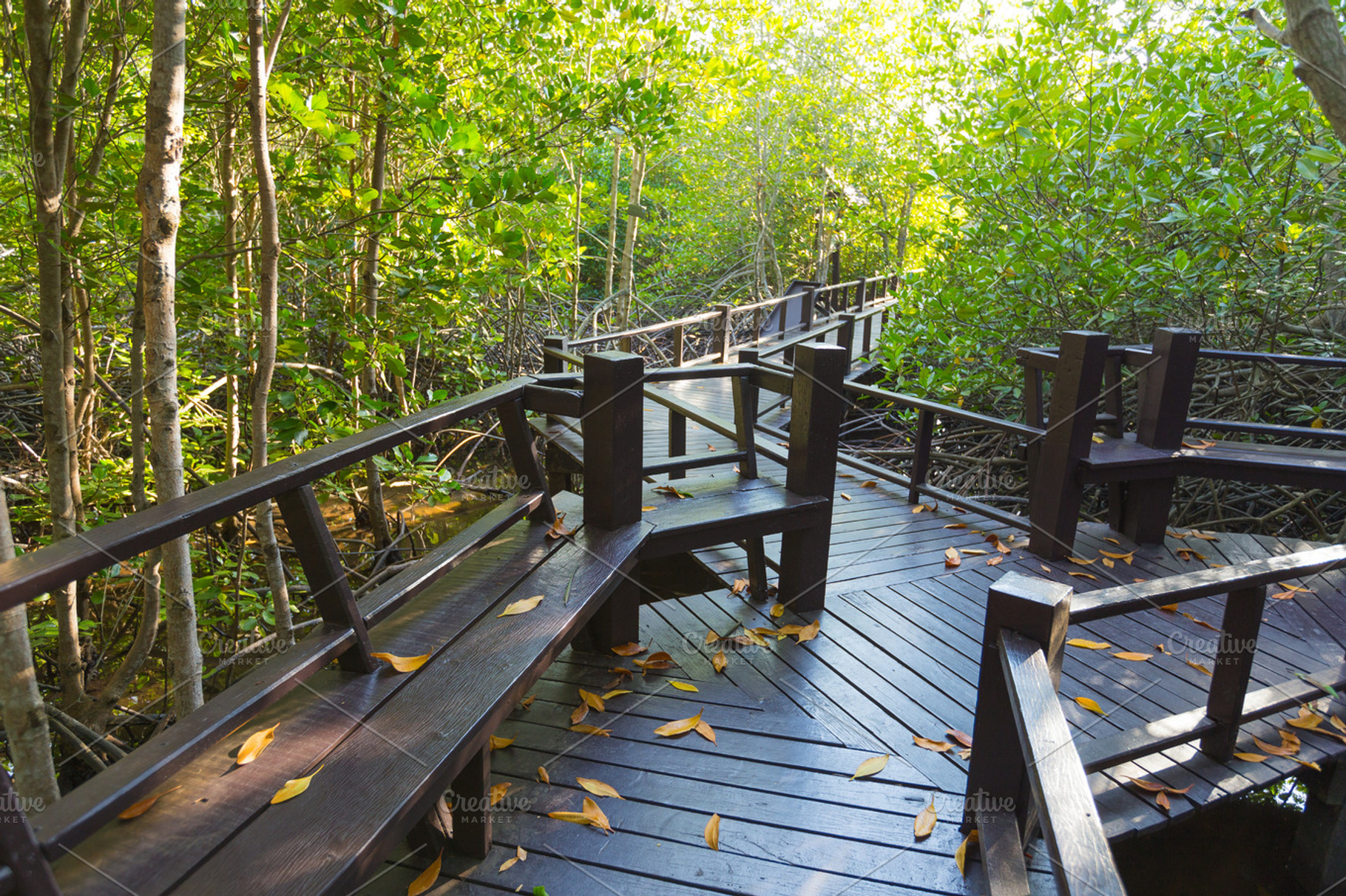 Wood bridge in mangrove forest containing forest, mangrove, and wood ...