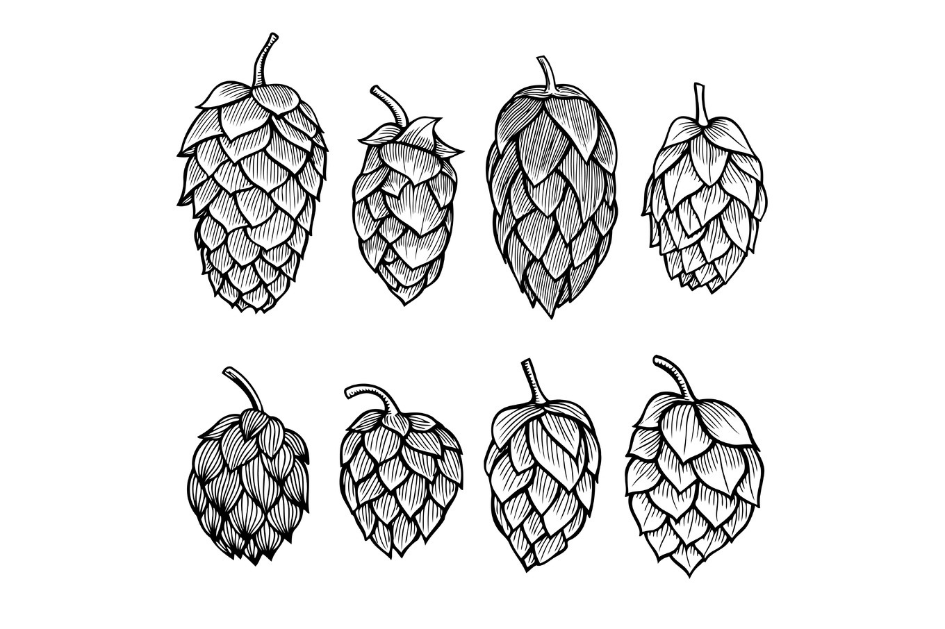 Hand drawn Hops set | Object Illustrations ~ Creative Market