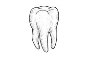 human tooth sketch vector, an Object Illustration by AlexArt