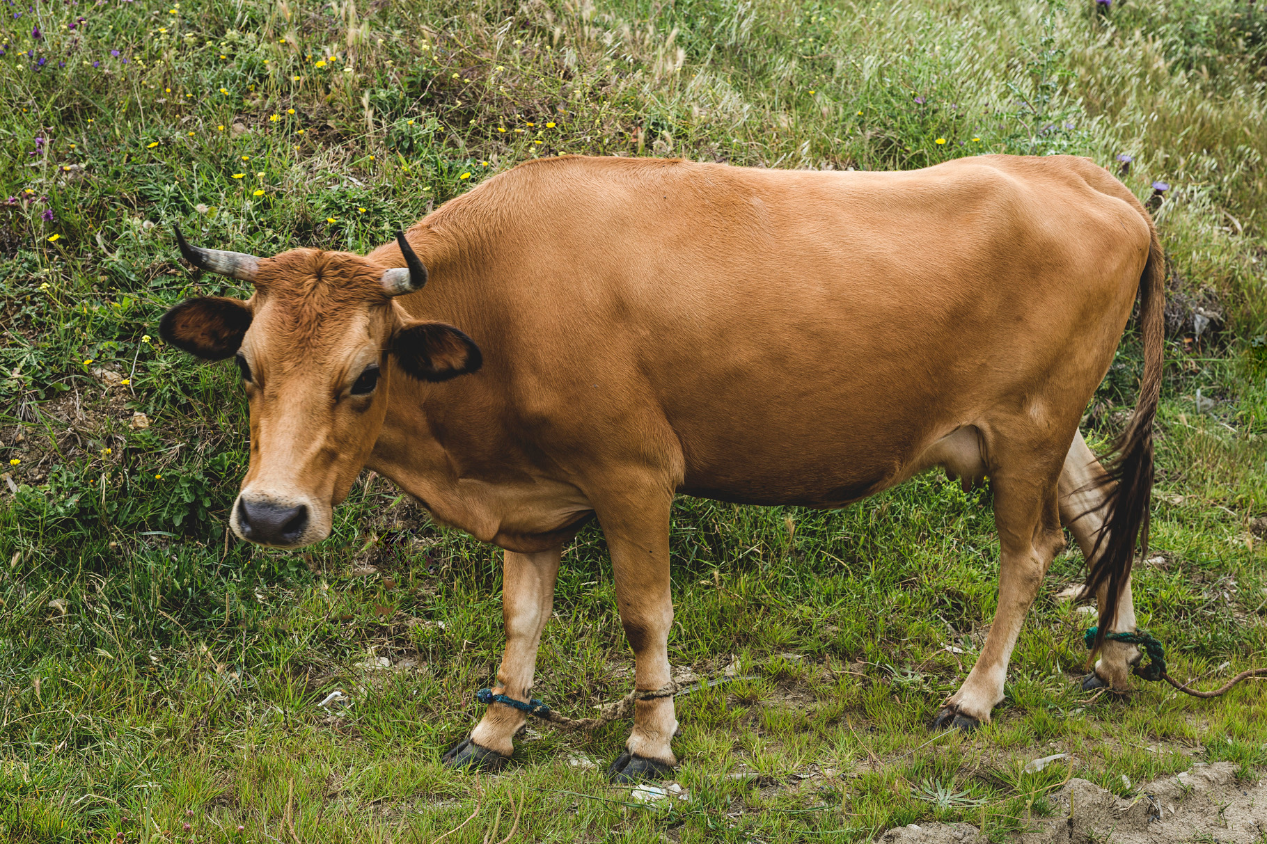 Cows eating in freedom containing cow, cows, and farm, an Animal Photo ...