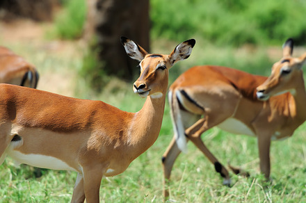 Impala stock photo containing impala and animal, an Animal Photo by Byrdyak