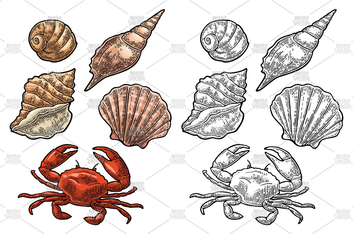 Crab and shell. Engraving, an Animal Illustration by MoreVector